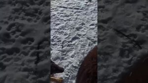 Всю жизнь баран волков боялся! А съел его пастух!🤔
