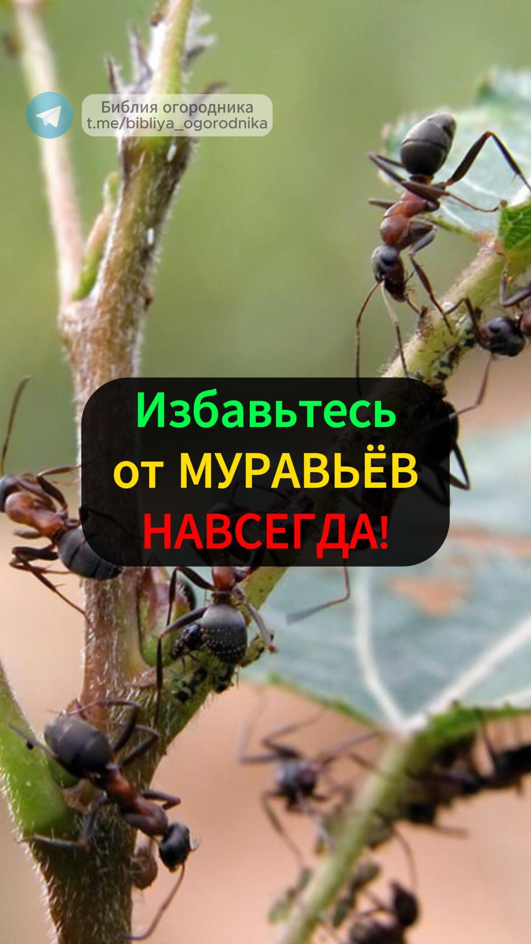 Муравьи боятся этой приманки как огня! Простое народное средство из двух ингредиентов #shorts