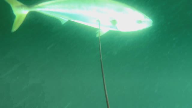 Первая Лакедра 2024г. о. Моисеева.