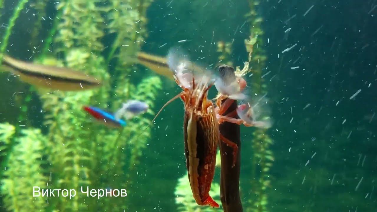 Креветка фильтратор в аквариуме