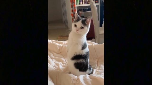 Приколы с котиками. Котики #107