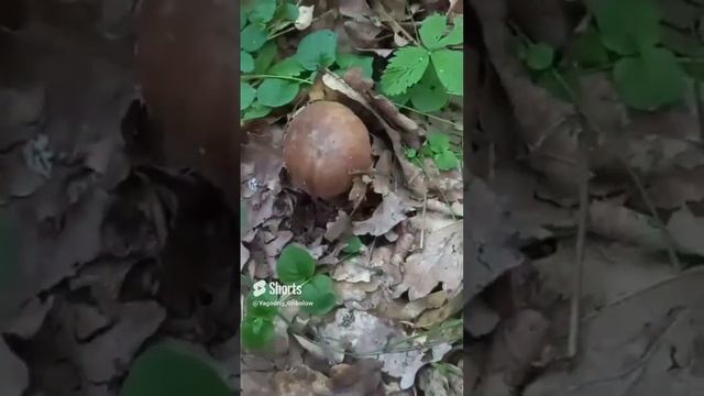 ❗Вот это бочоночек❗