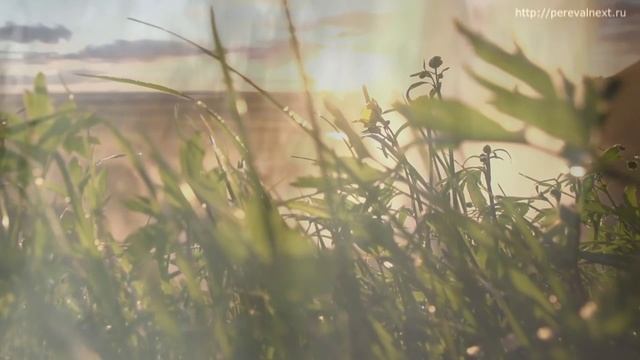 Дай бабочкам