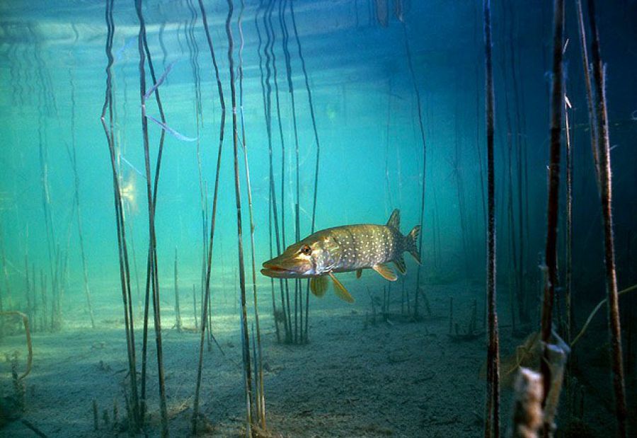 поведение щуки под водой