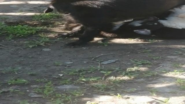 Щенячий перекус