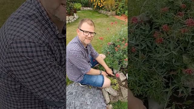 Centranthus ruber Self Seeding in the Rockery | Red Valerian Hardy Perennial | Cottage Garden Plant