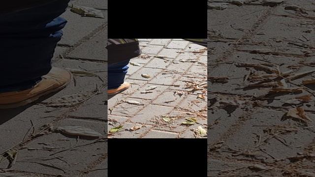 Парковая зона. Дорожка.