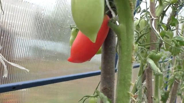 Мои перцевидные томаты Обзор.mp4