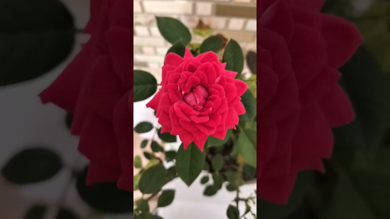 Цветение миниатюрноой розы #flowers #розавгоршке #розавквартире