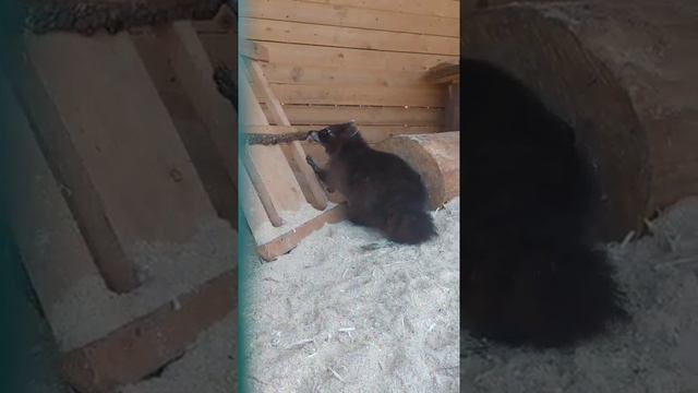 В гостях у красавчиков енотов!