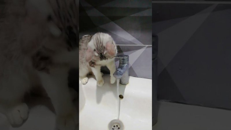 Кот и струя воды