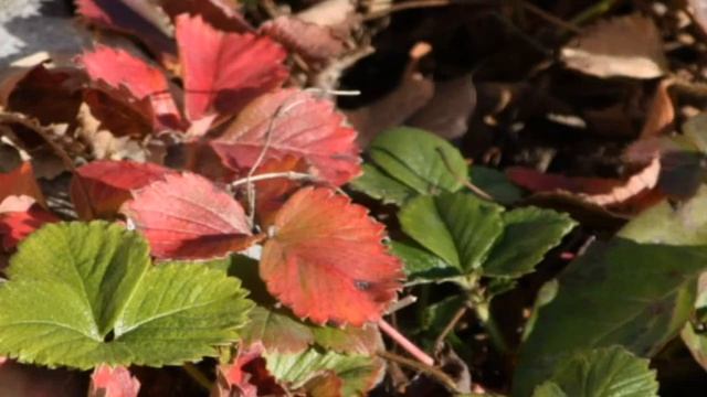 Красные листья на клубнике,  причины и профилактика