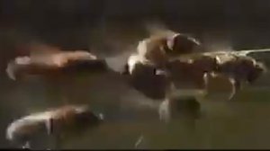 искусственный облет маток.mp4
