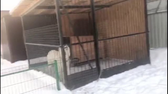 Три алабая в новых домах