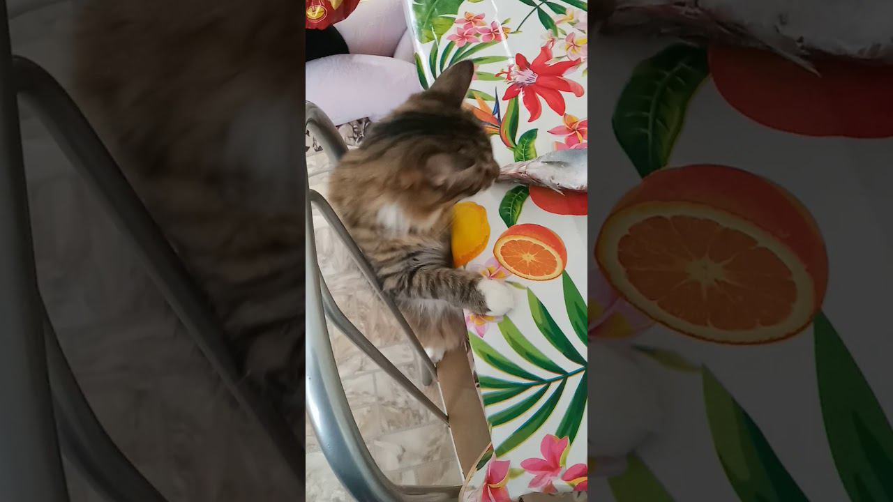Смешные коты и котики.