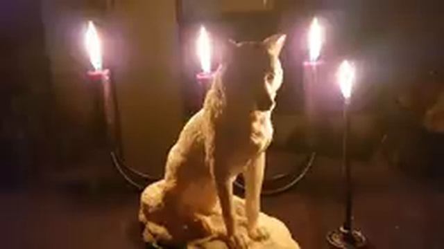 ВЫЖИТЬ ЛЮБОЙ ЦЕНОЙ... ВНУТРЕННИЙ ЗВЕРЬ... ДЛЯ СМЕЛЫХ... ВЕДЬМИНА ИЗБА
