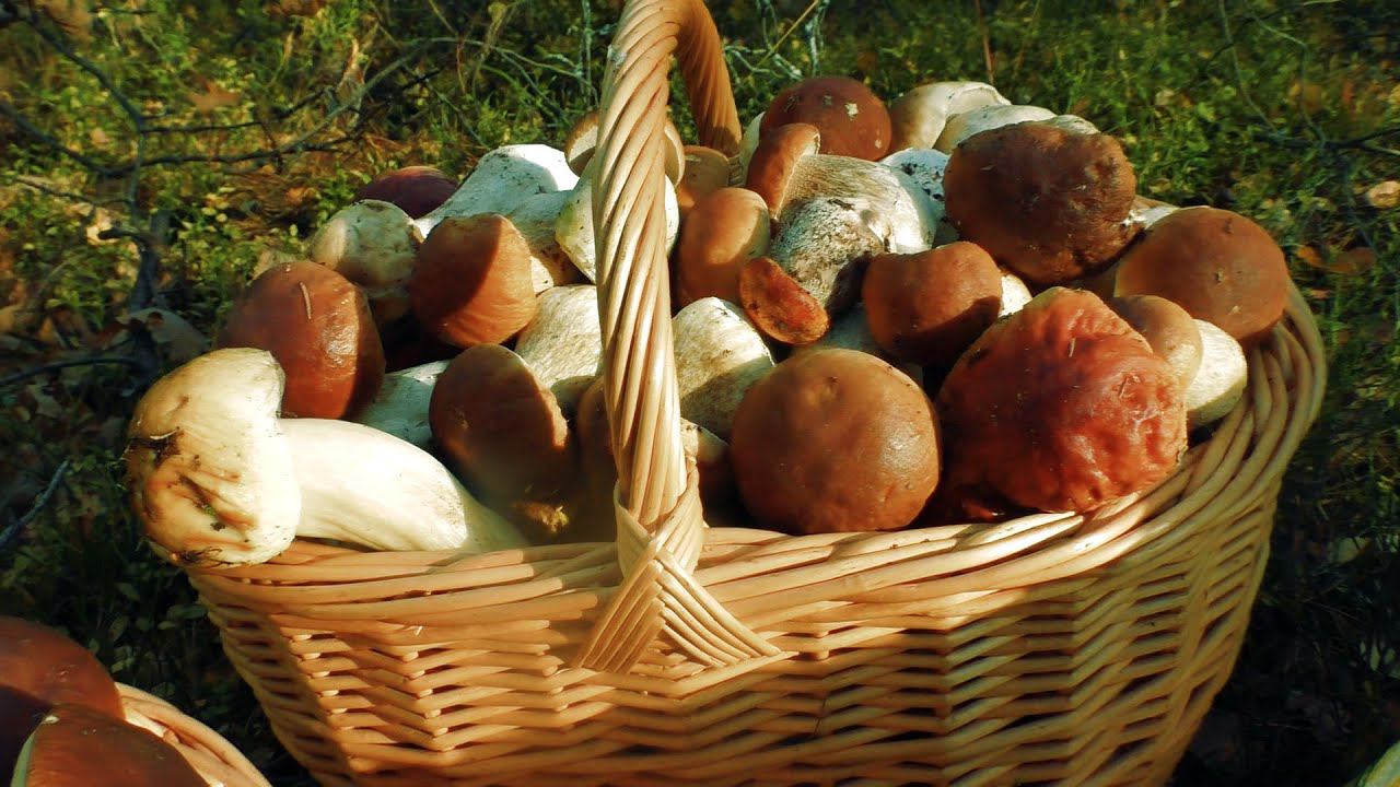 БЕЛОЕ БЕЗУМИЕ  ЛЕС ЗАКИДАЛ НАС БЕЛЫМИ ГРИБАМИ.