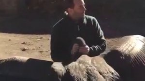 Кондор помнит человека лечившего его травмы