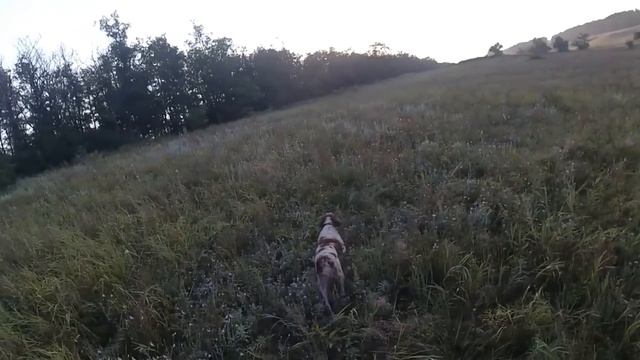 перепел.mp4