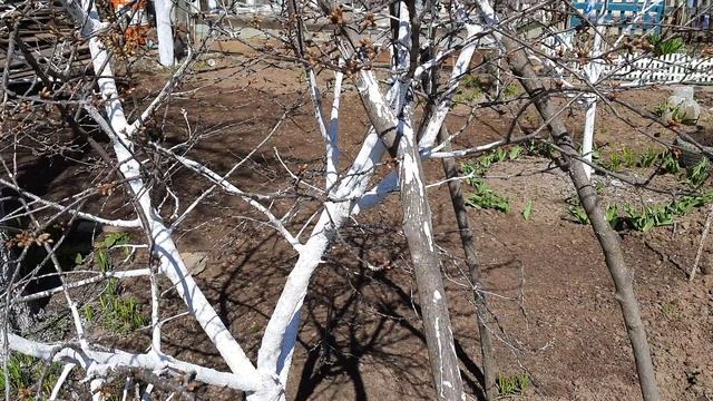 Дачный сезон. Его начало в самом разгаре. 21.04.2022