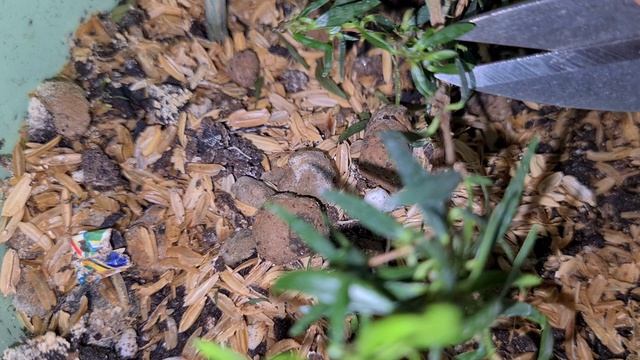 Серполистный 7 (обрезка)