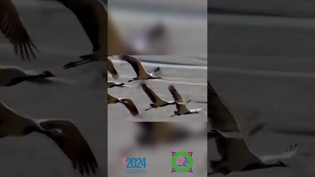 Акция "Журавли в окне"