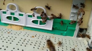 Семьи пчёл не будут расти весной, если им не обеспечить эти пять условий. Часть 2..mp4