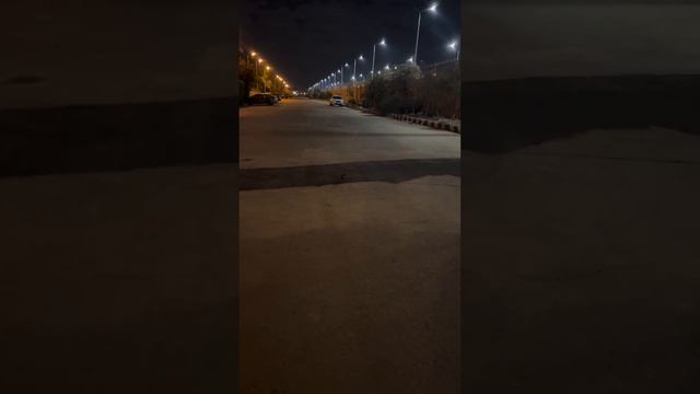 Французская чихуахуа