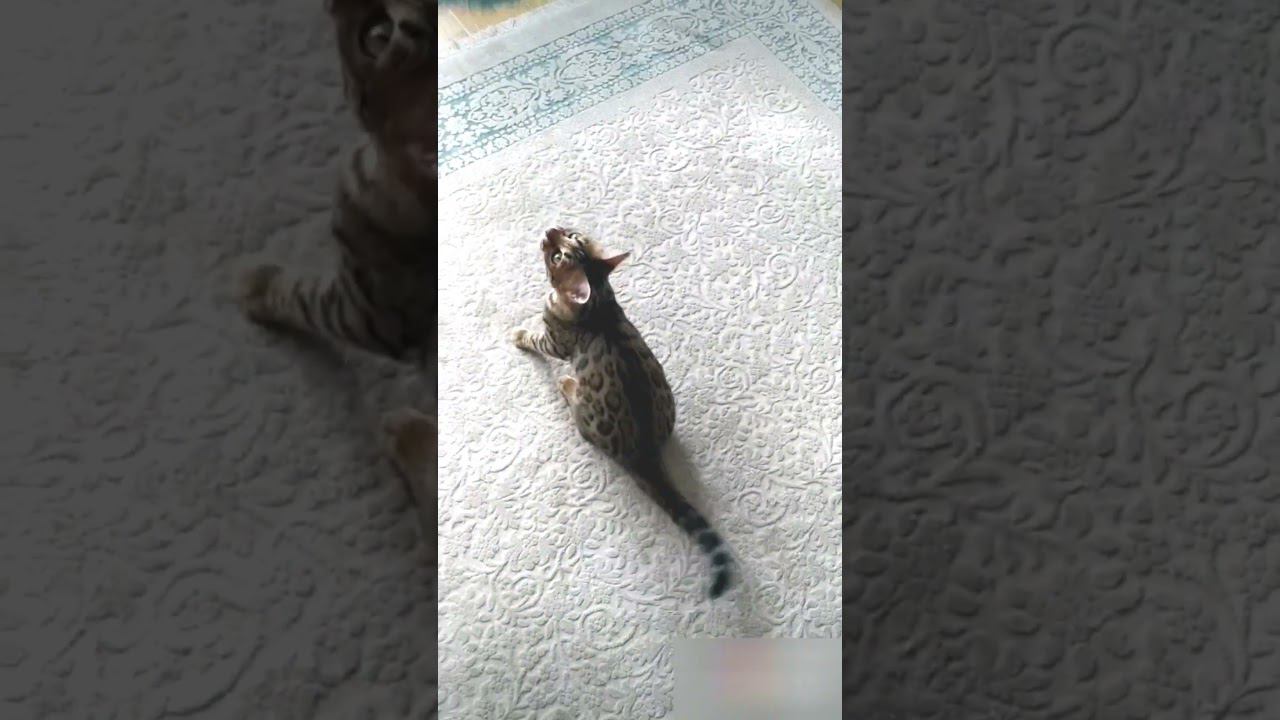 Летающая кошка #shorts #short #shortvideo #shortsvideo #кот #кошки #cat #cats #catlover #catvideos