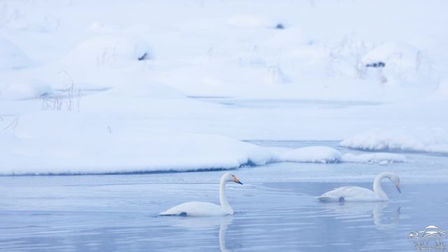 Лебеди в г. Полярные Зори