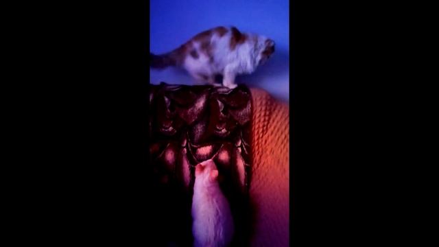 Смотрит