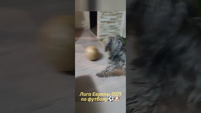 Лига Чемпионов по футболу у Тэрика 2024!)😄🐶⚽