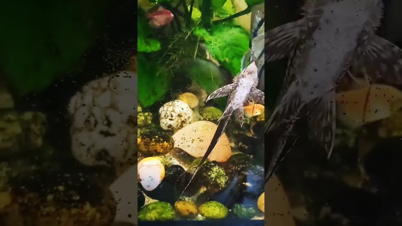 Лучший чистильщик и ликвидатор меланий #aquarium #fish #аквариум #разводня #аквариумныерыбки #shorts