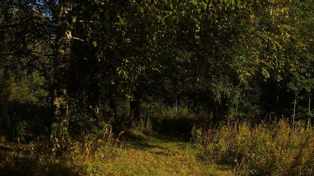 Грустная музыка из Тик Тока без слов для фона. Фоновая музыка для Стихов Цитат