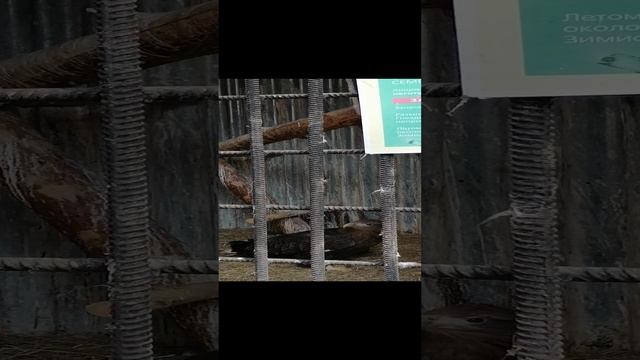 Орлан-белохвост. Занесён в КРАСНУЮ КНИГУ!
