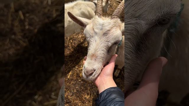 Козья мордочка ❤️ #naturelife #жизньвдеревне #животные #animals #goats #козы #коза #goatfarming