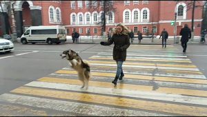 Воронежская хаски переходит дорогу