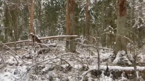 Волэнды в деле ‼️ Молодежь впервые видят ЛОСЯ ?