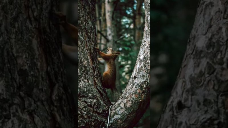 Проект "Особенный фотограф"