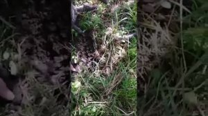 Обзор саперной лопатки от НОКС.
