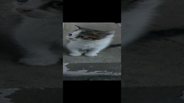 Разговор с котёнком Васей!)))
