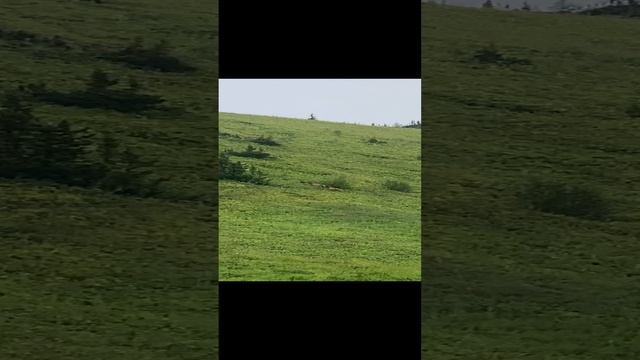 Бегущие олени