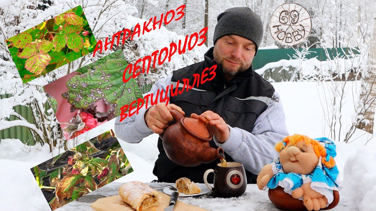 ЭТИ  3 ГРИБКОВЫХ заболевания всегда рядом с твоей МАЛИНОЙ!