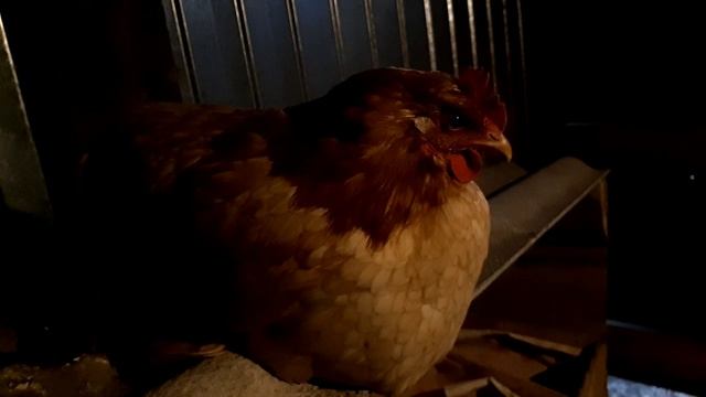 Дам не большой совет по породе Голландская белохохлая,опираясь на свой небольшой опыт.29.06.2022год.