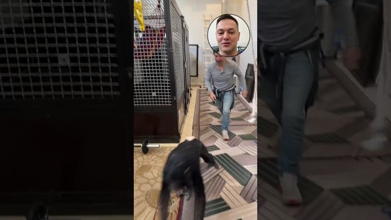 Что происходит? Тренировка или обыкновенная забава