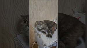 VID-20230719-WA0000.mp4