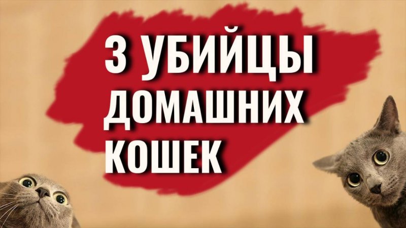 Они есть в каждом доме