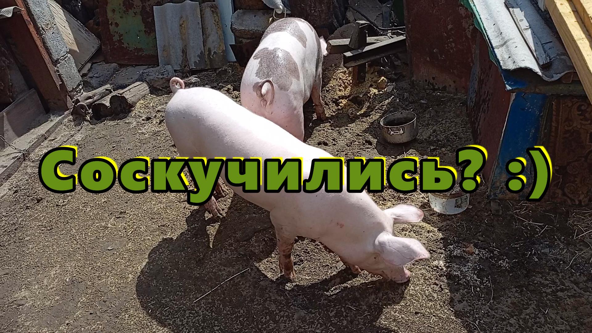 Носатые террористы!