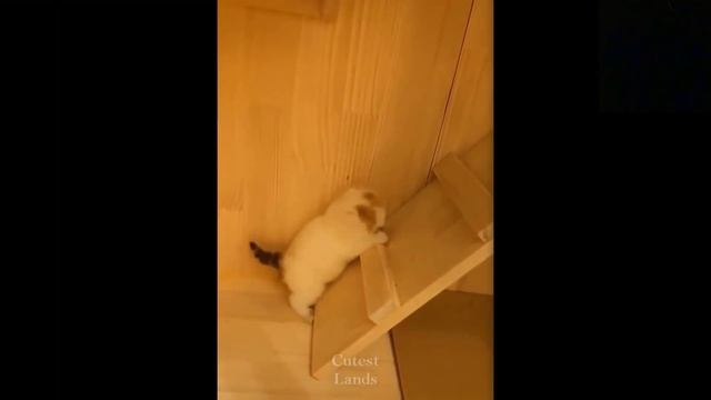 Приколы с котиками. Котики #94