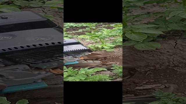окучивание картошки
